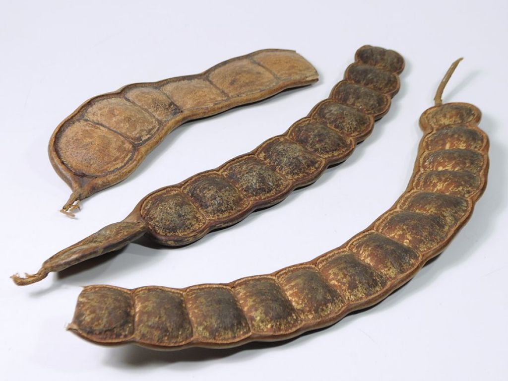 Entada Bean 45-65cm | Decofleur