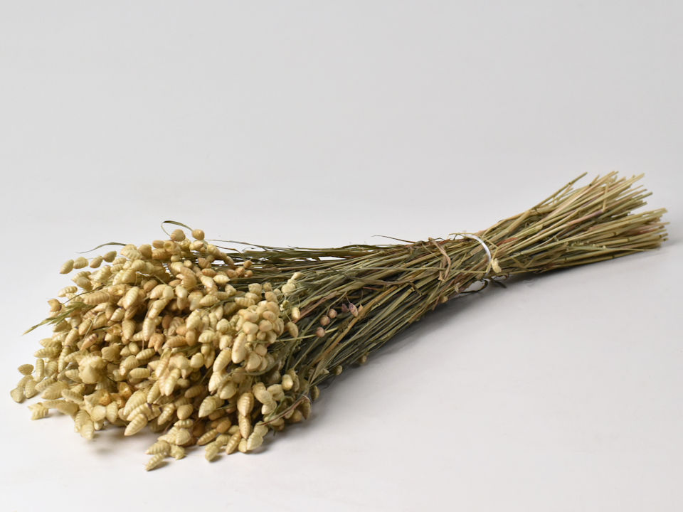 Briza Maxima 80gr. | Decofleur