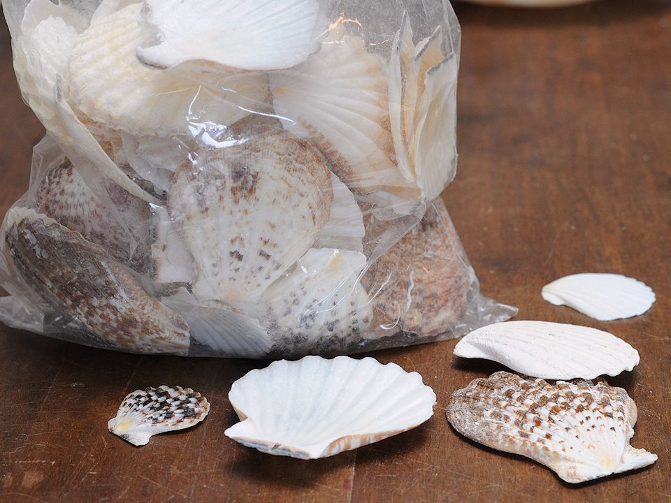 Pecten Radula Kg | Decofleur