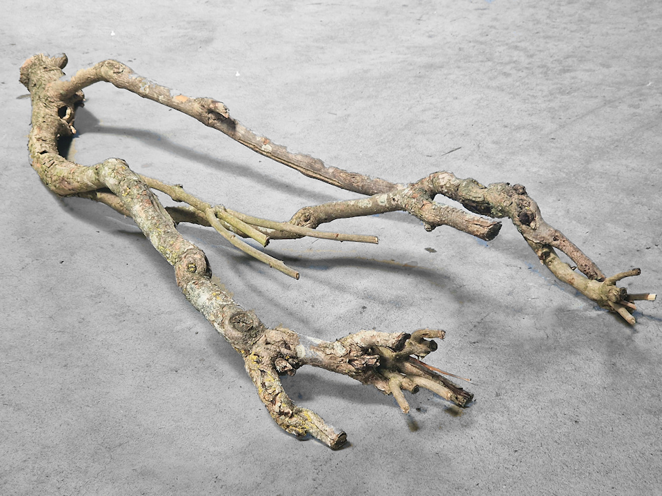 Lilac Trunk 100-120cm | Decofleur