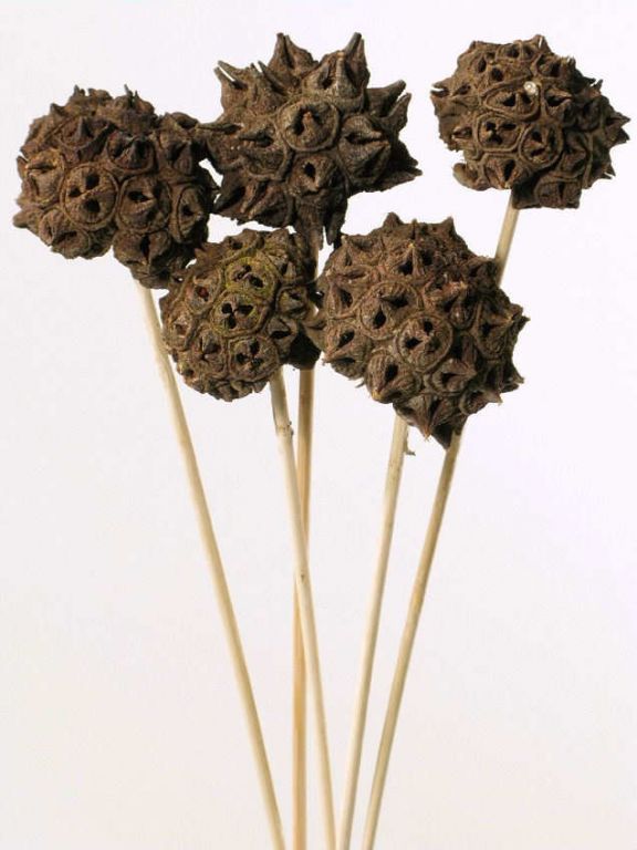 Spidergum Cone on 50cm stem | Decofleur