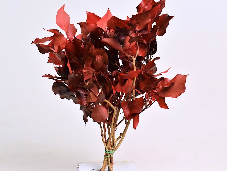 Hedera Ivy Red 40-50cm | Decofleur