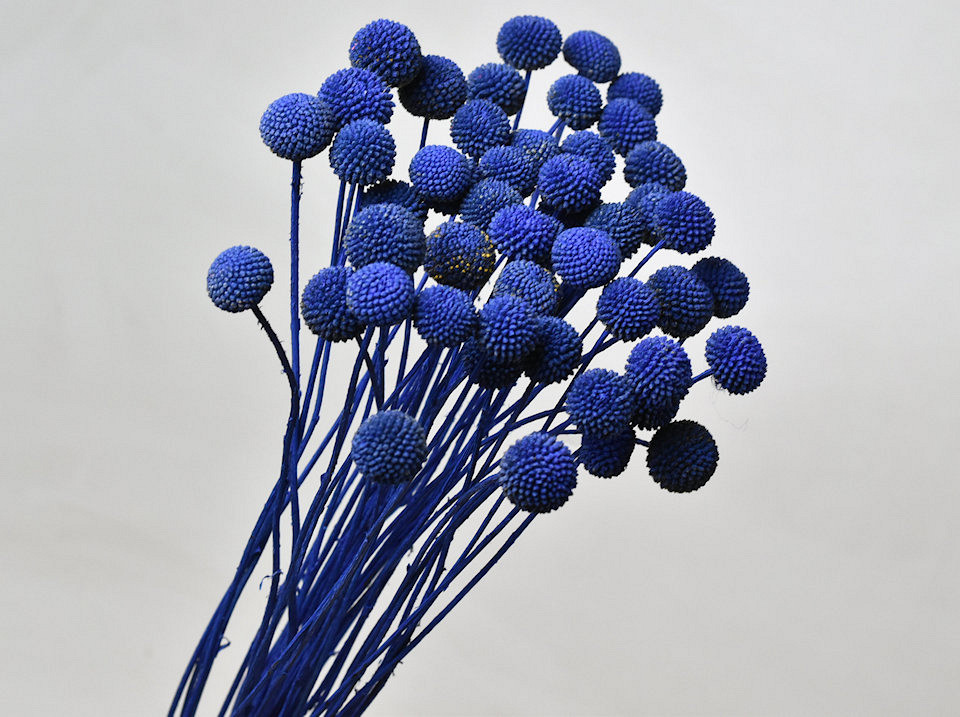 Craspedia Blue, per stem | Decofleur