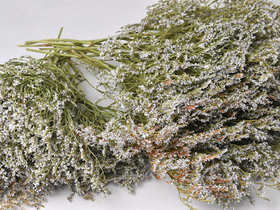 Statice Tatarica per kg | Decofleur