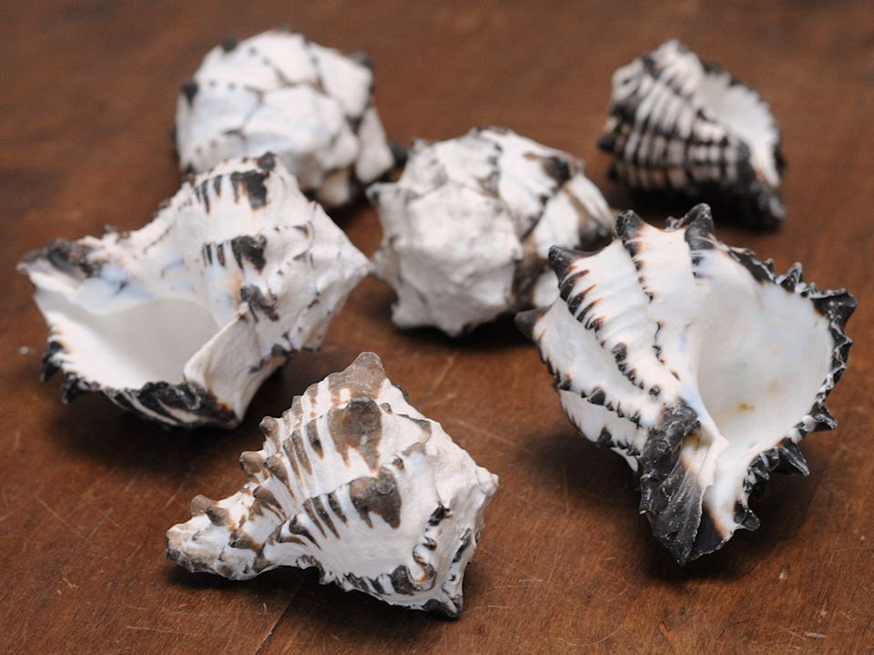 Murex Negritus | Decofleur