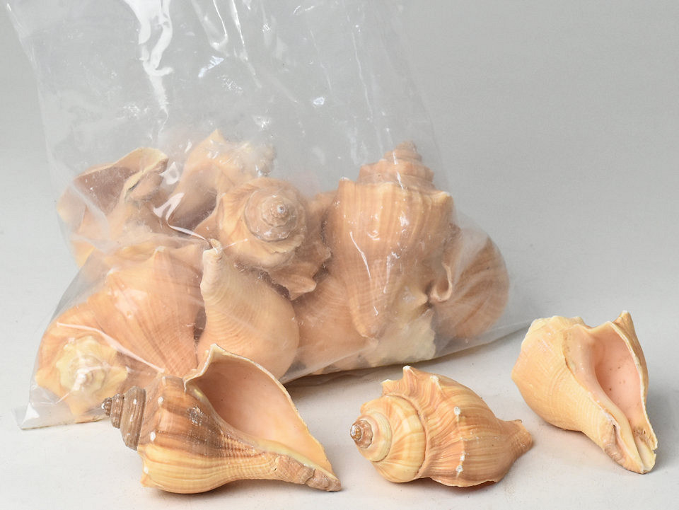 Coquillages Red Mulli 1kg | Decofleur