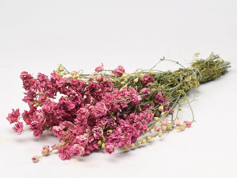Delphinium Pink 50cm | Decofleur