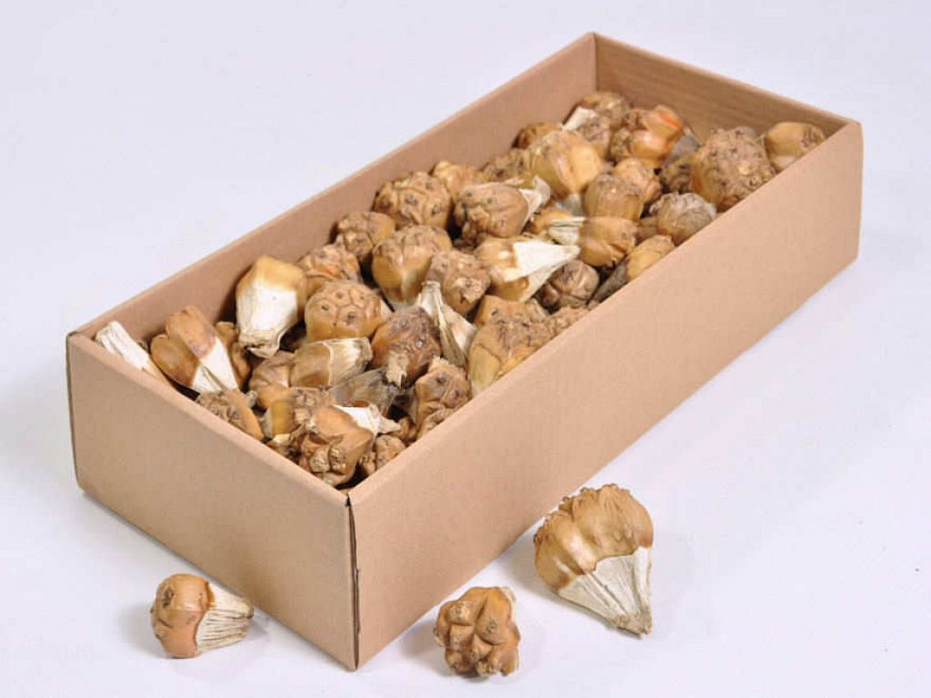 Camel Fruit 1kg | Decofleur