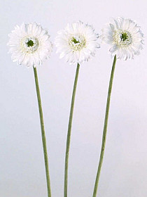 Gerbera 48cm cream | Decofleur