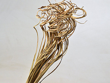 Curly Ting 50 stems | Decofleur