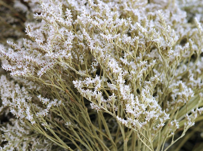 Statice Tatarica par 2,5kg | Decofleur